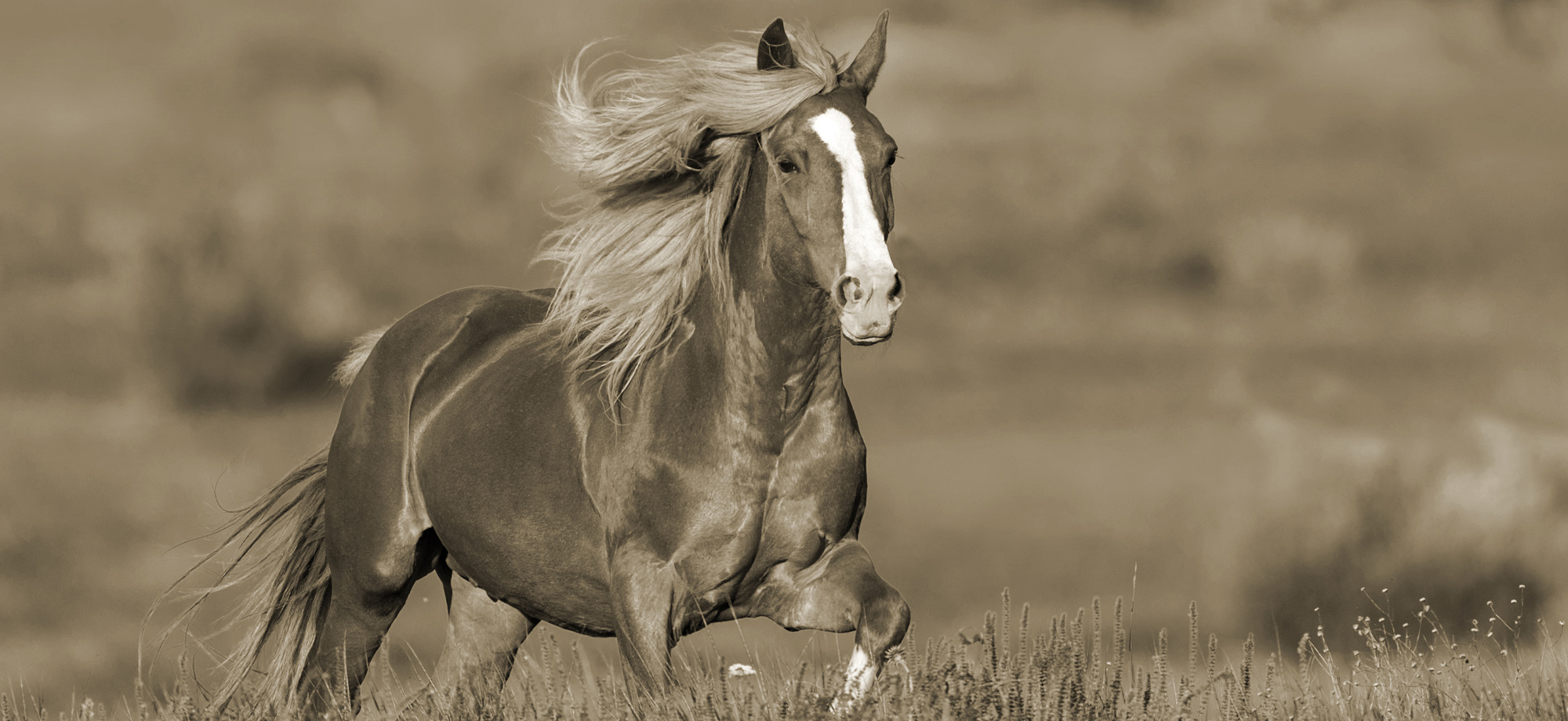 Nutraceutical and functionnal feed for horses: digestive upsets ...