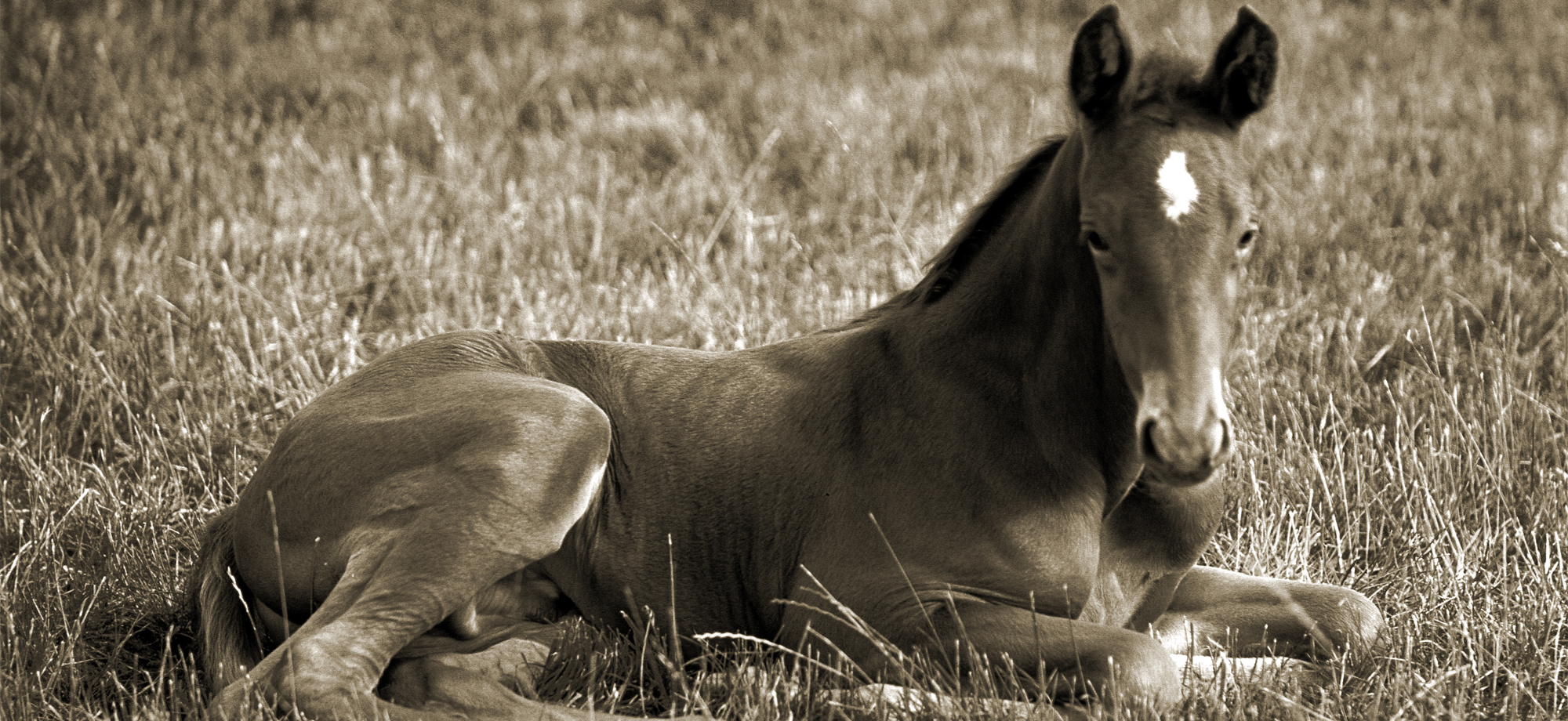 Nutraceutical and functionnal feed for foals: energy and immune booster ...